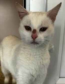 Cats needing a home - Last Chance Animal Rescue - a charity to rescue ...