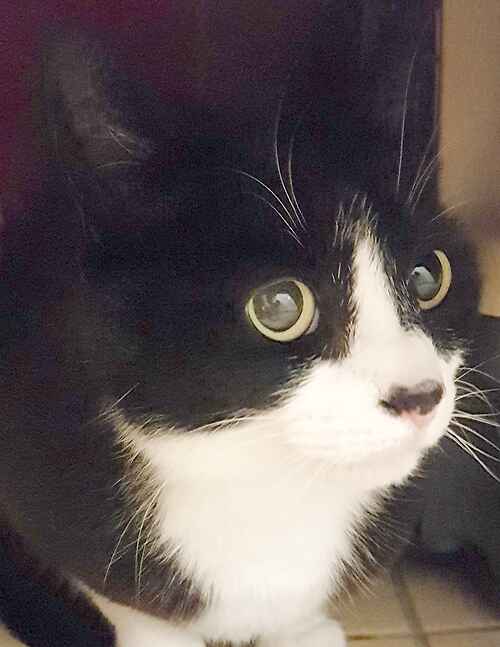 Cats needing a home - Last Chance Animal Rescue - a charity to rescue ...