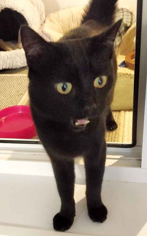 Cats needing a home - Last Chance Animal Rescue - a charity to rescue ...