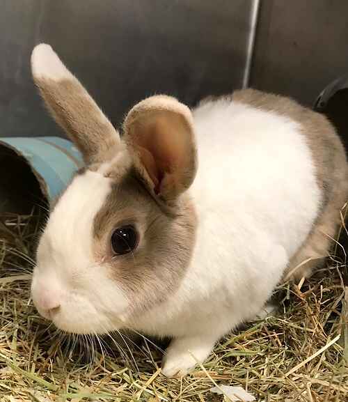 Rabbits needing a home - Last Chance Animal Rescue - a charity to ...